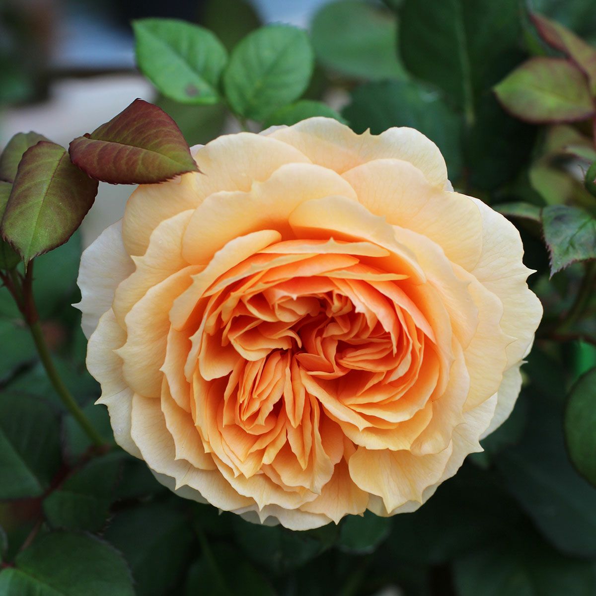 ドミニク・マサド Dominique Massad (フランス) | THE ROSE SHOP｜バラ専門店 ザローズショップ 本店 - バラ苗の通販