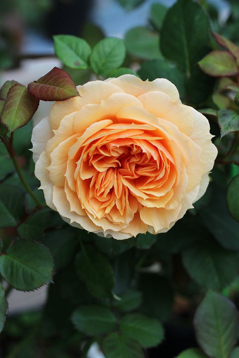 ドミニク・マサド Dominique Massad (フランス) | THE ROSE SHOP｜バラ専門店 ザローズショップ 本店 - バラ苗の通販