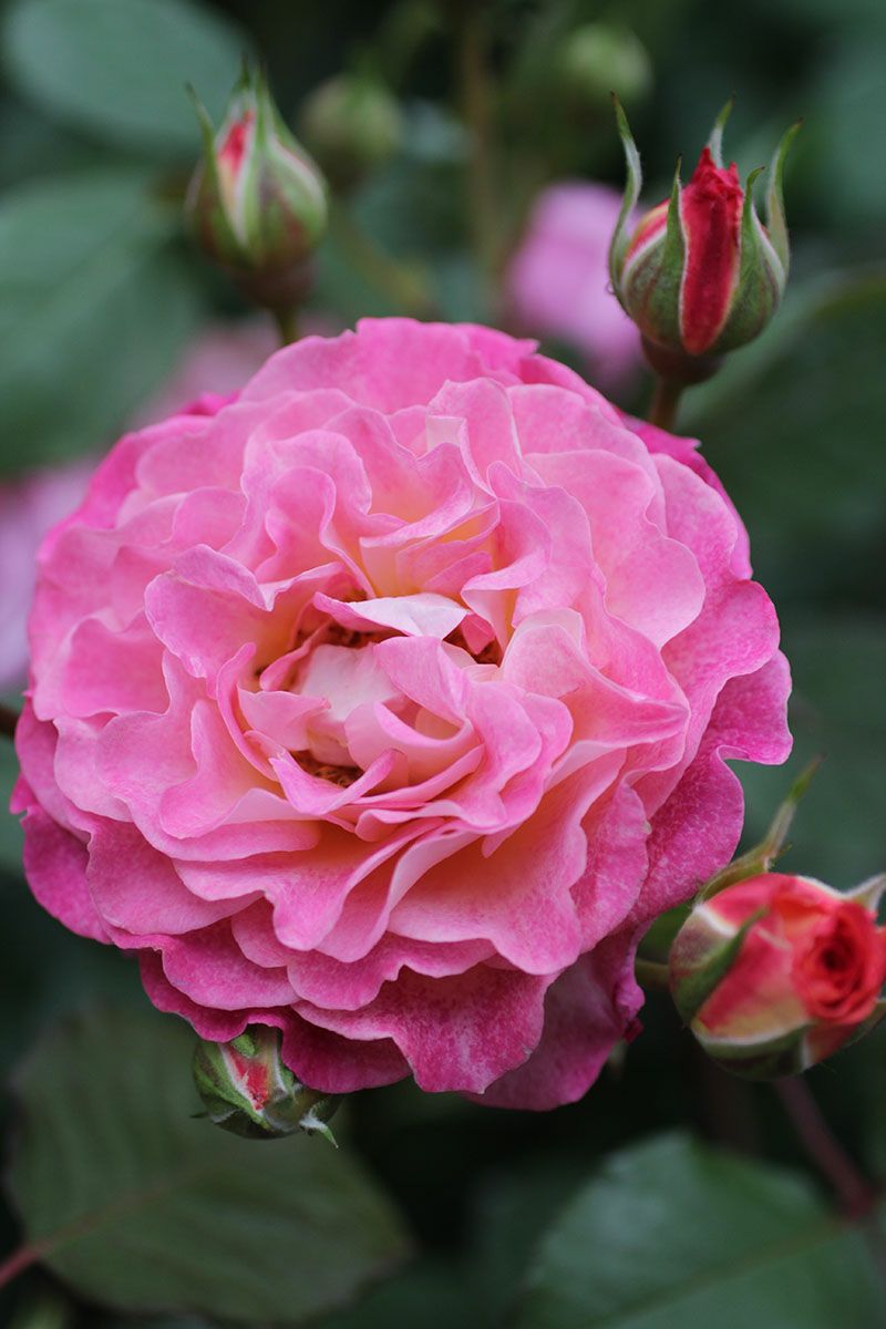 ドミニク・マサド Dominique Massad (フランス) | THE ROSE SHOP｜バラ専門店 ザローズショップ 本店