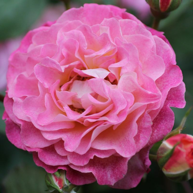 ドミニク・マサド Dominique Massad (フランス) | THE ROSE SHOP｜バラ専門店 ザローズショップ 本店 - バラ苗の通販