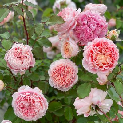 ドミニク・マサド Dominique Massad (フランス) | THE ROSE SHOP｜バラ専門店 ザローズショップ 本店 - バラ苗の通販